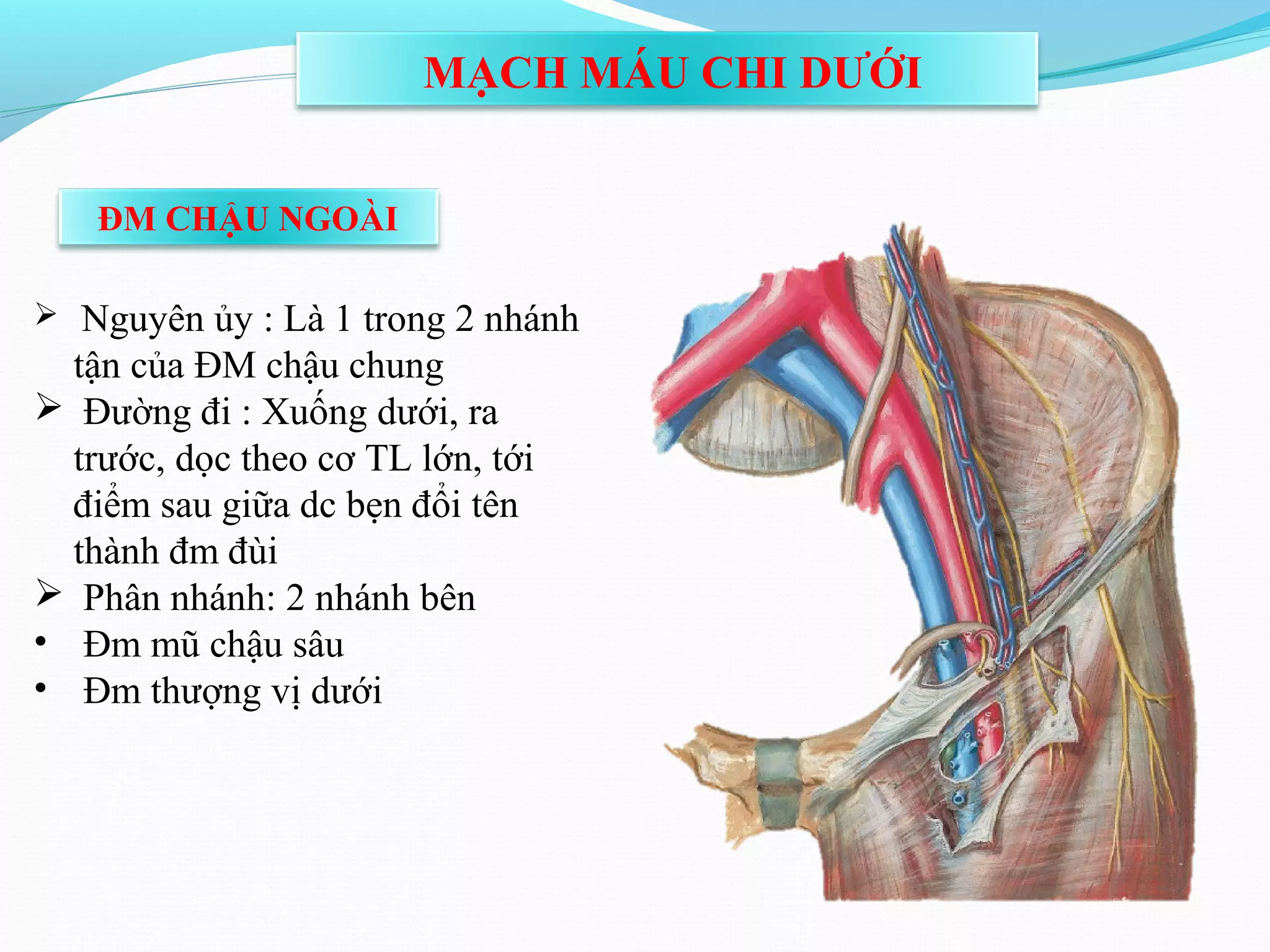 MẠCH MÁU CHI DƯỚI | PPT