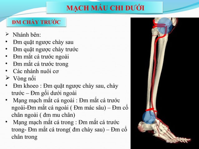 MẠCH MÁU CHI DƯỚI | PPT