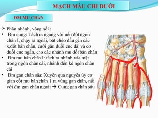 MẠCH MÁU CHI DƯỚI | PPT