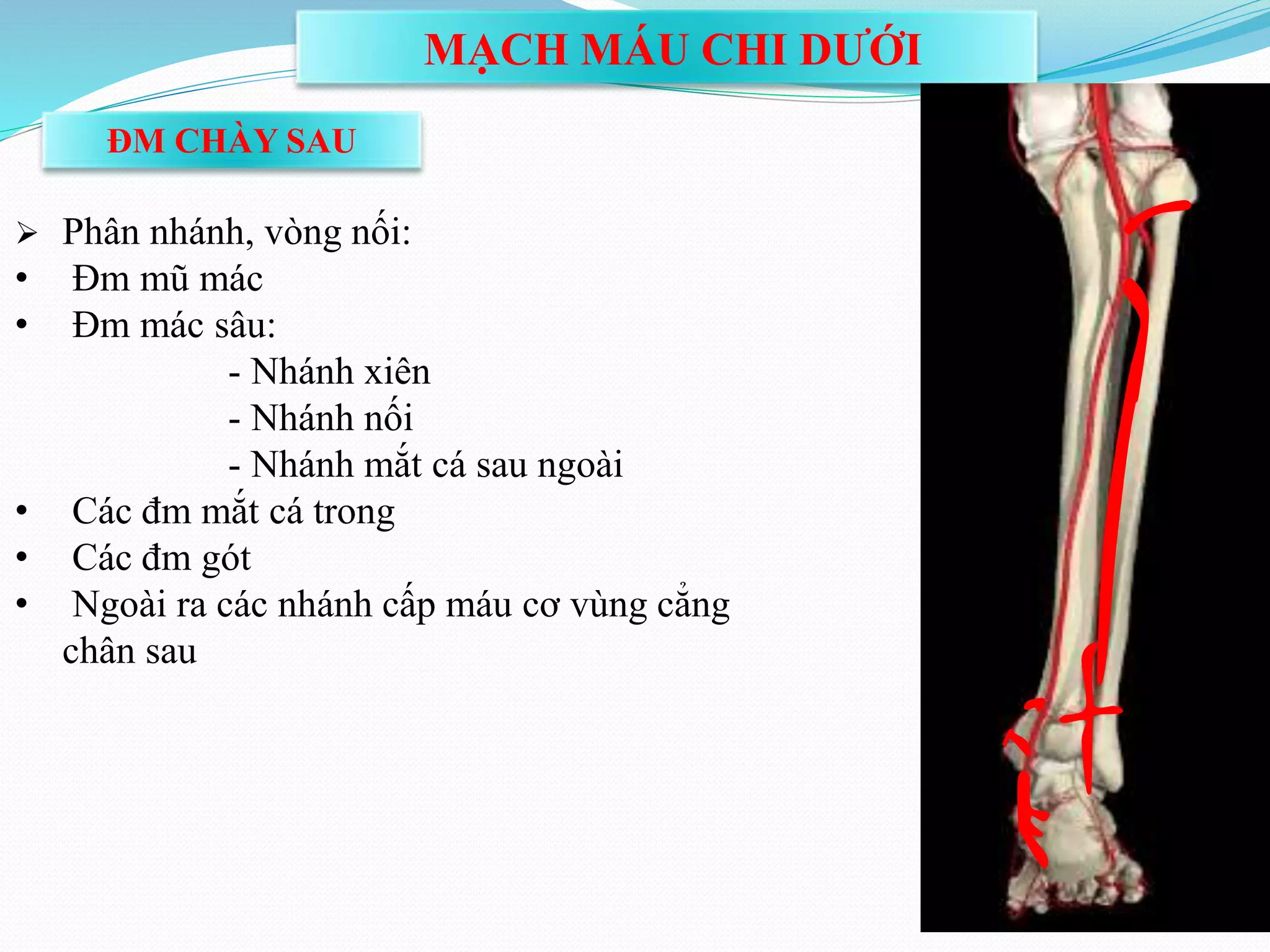 ĐHYHN | Giải phẫu | Mạch máu chi dưới | PPT