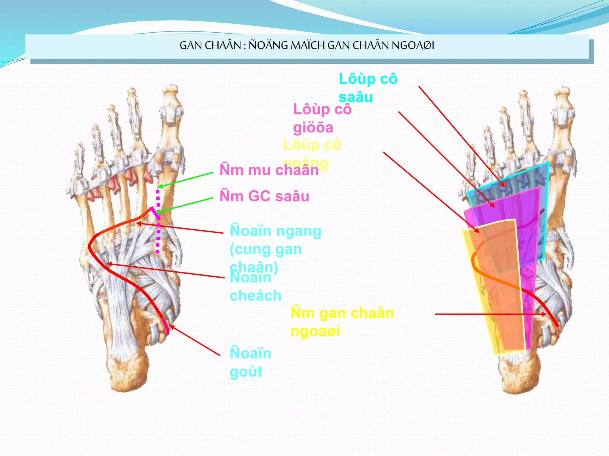 ĐHYHN | Giải phẫu | Mạch máu chi dưới | PPT