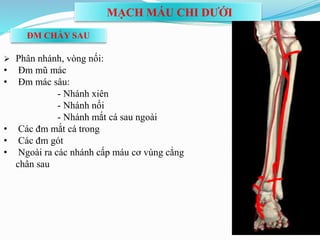ĐHYHN | Giải phẫu | Mạch máu chi dưới | PPT