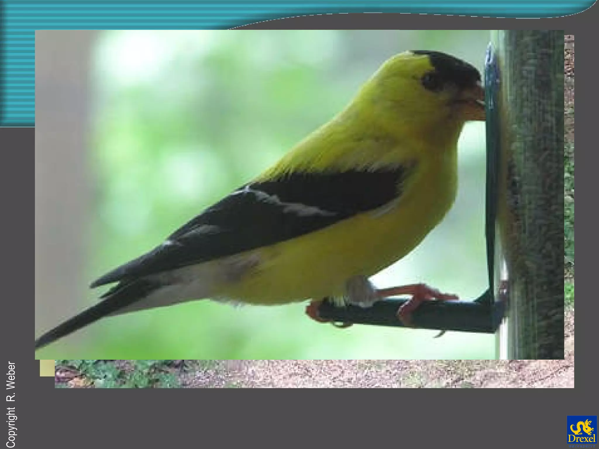 Machine Learning | PPT