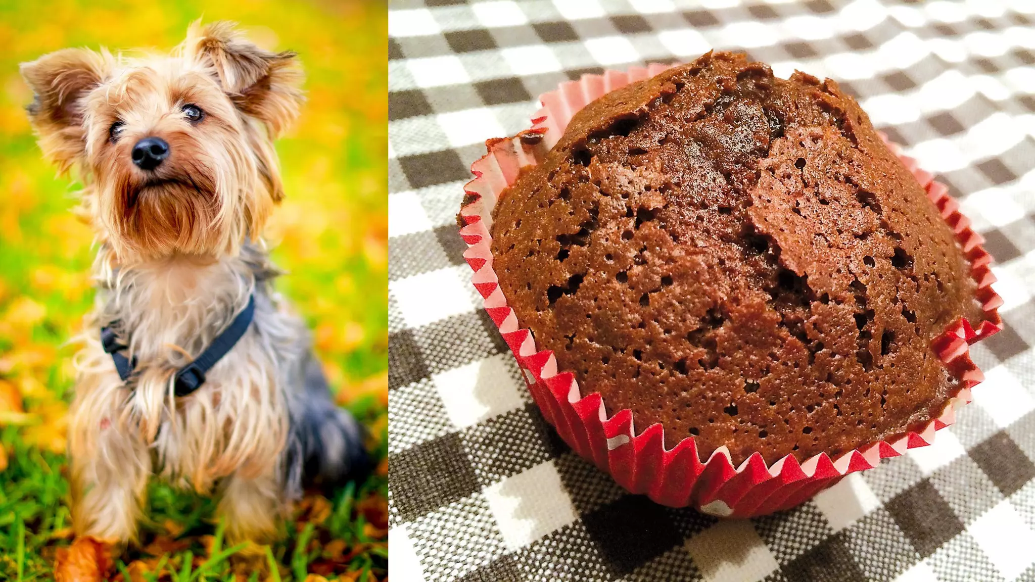 PyTexas - Machine learning APIs by Example | PPT