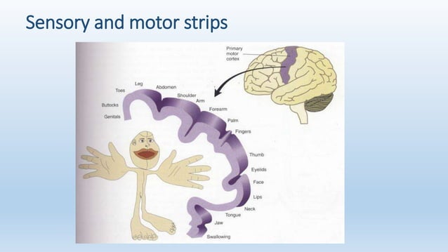 Machine learning in human computer interface | PPT