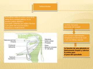 Fisiología reproductiva del Macho | PPTX