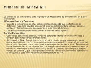 Fisiología reproductiva del Macho | PPTX