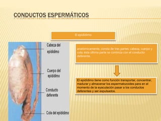 Fisiología reproductiva del Macho | PPTX