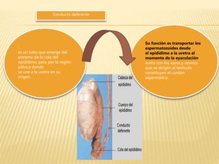 Fisiología reproductiva del Macho | PPTX