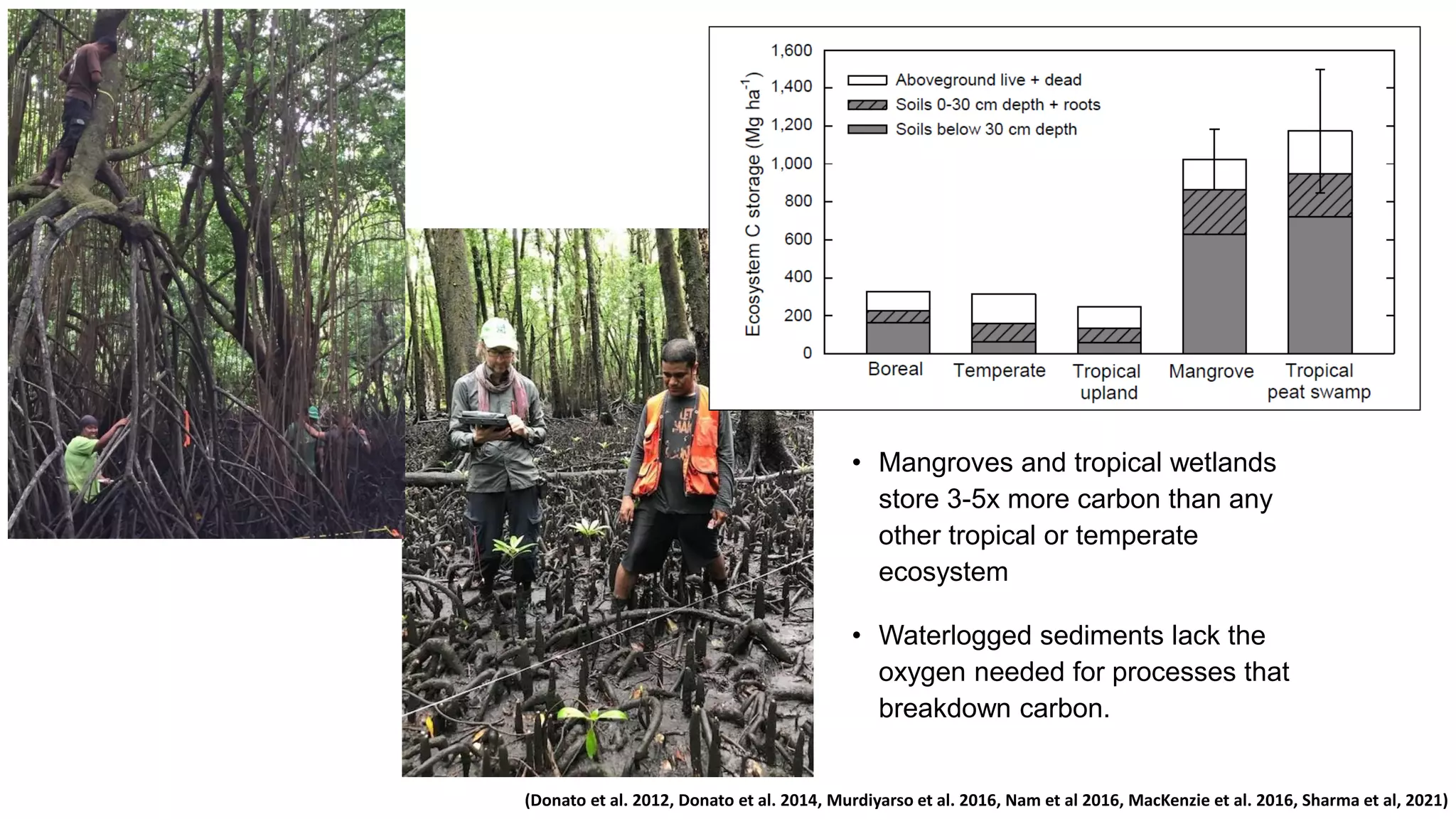 The importance of permanent mangrove plots for understanding coastal ...