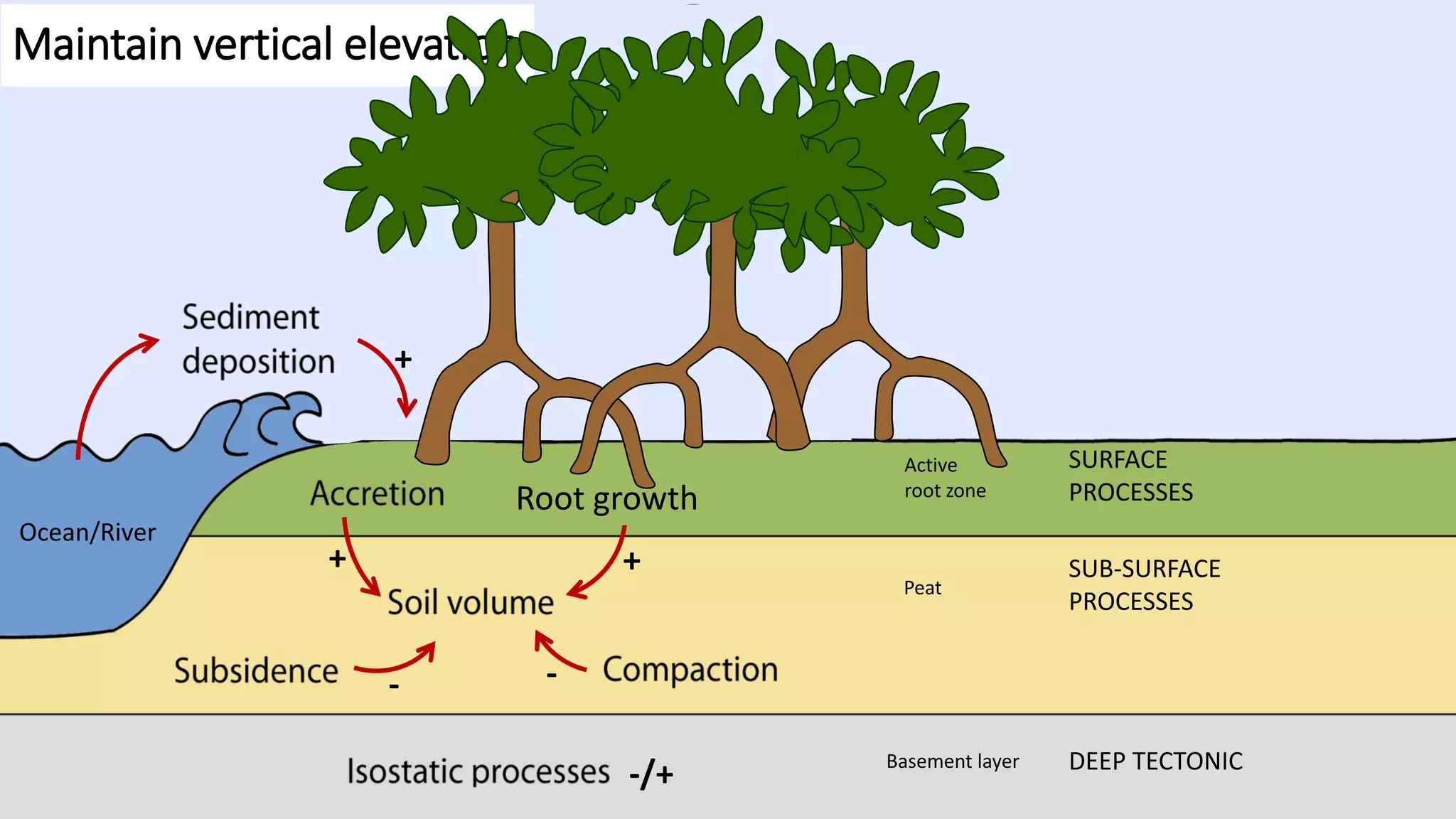 The importance of permanent mangrove plots for understanding coastal ...