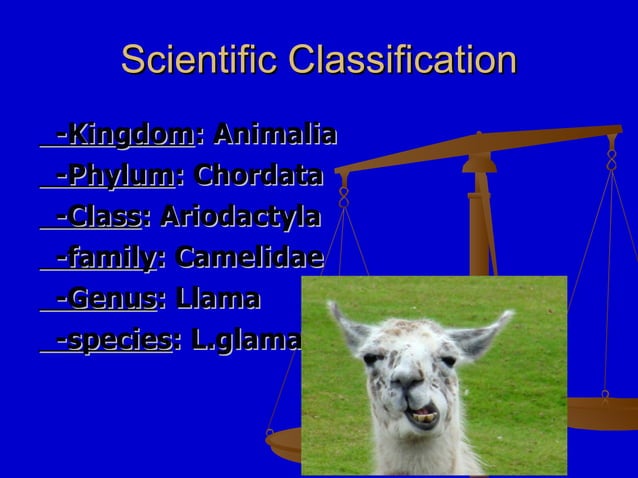 Mackenzie lopes kenzie llama 2 | PPT