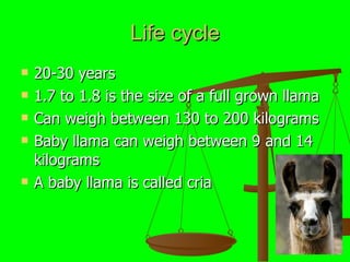 Mackenzie lopes kenzie llama 2 | PPT