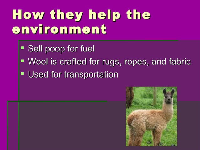 Mackenzie lopes kenzie llama 2 | PPT