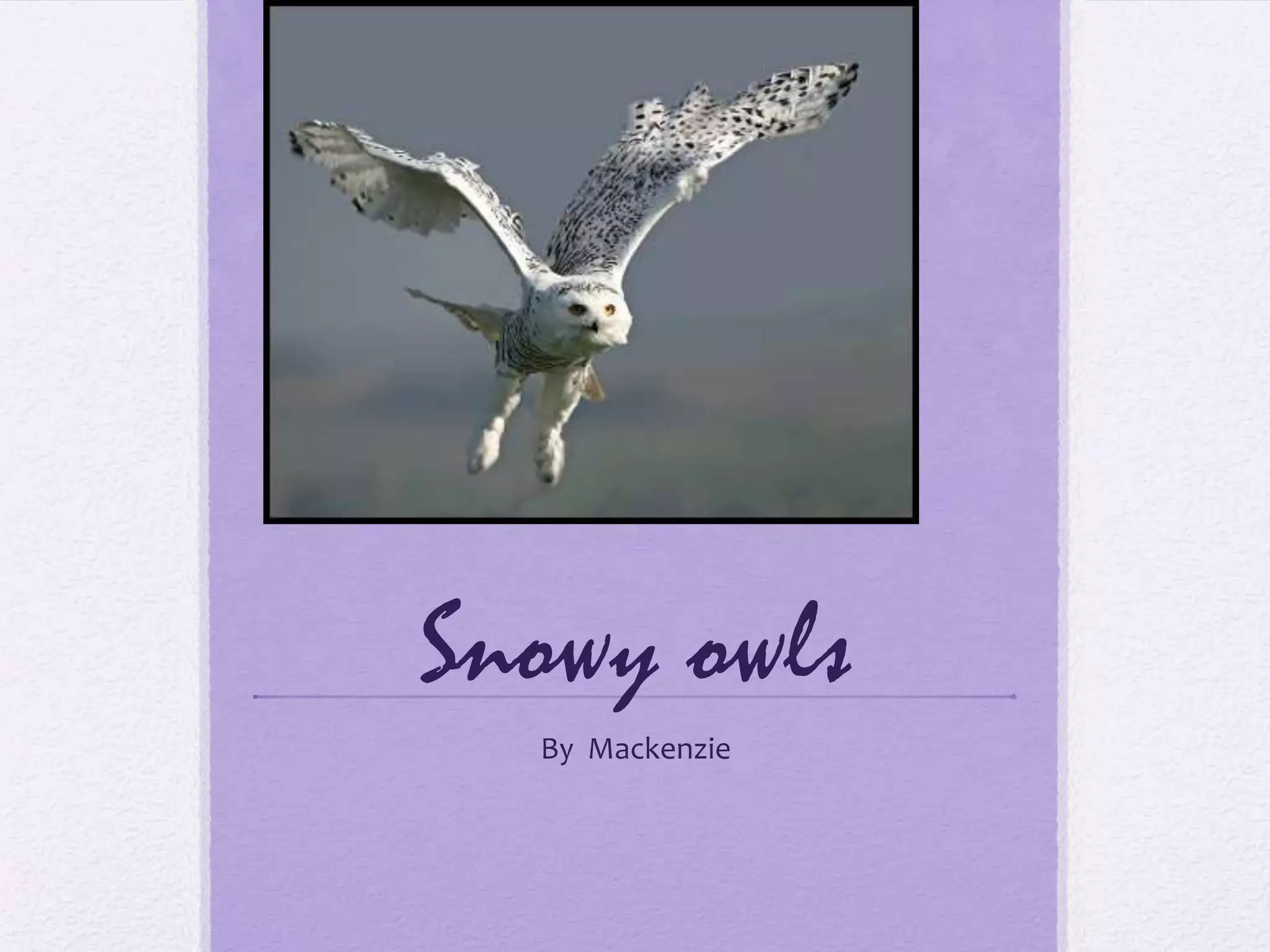 Mackenzie snowy owls | PPTX