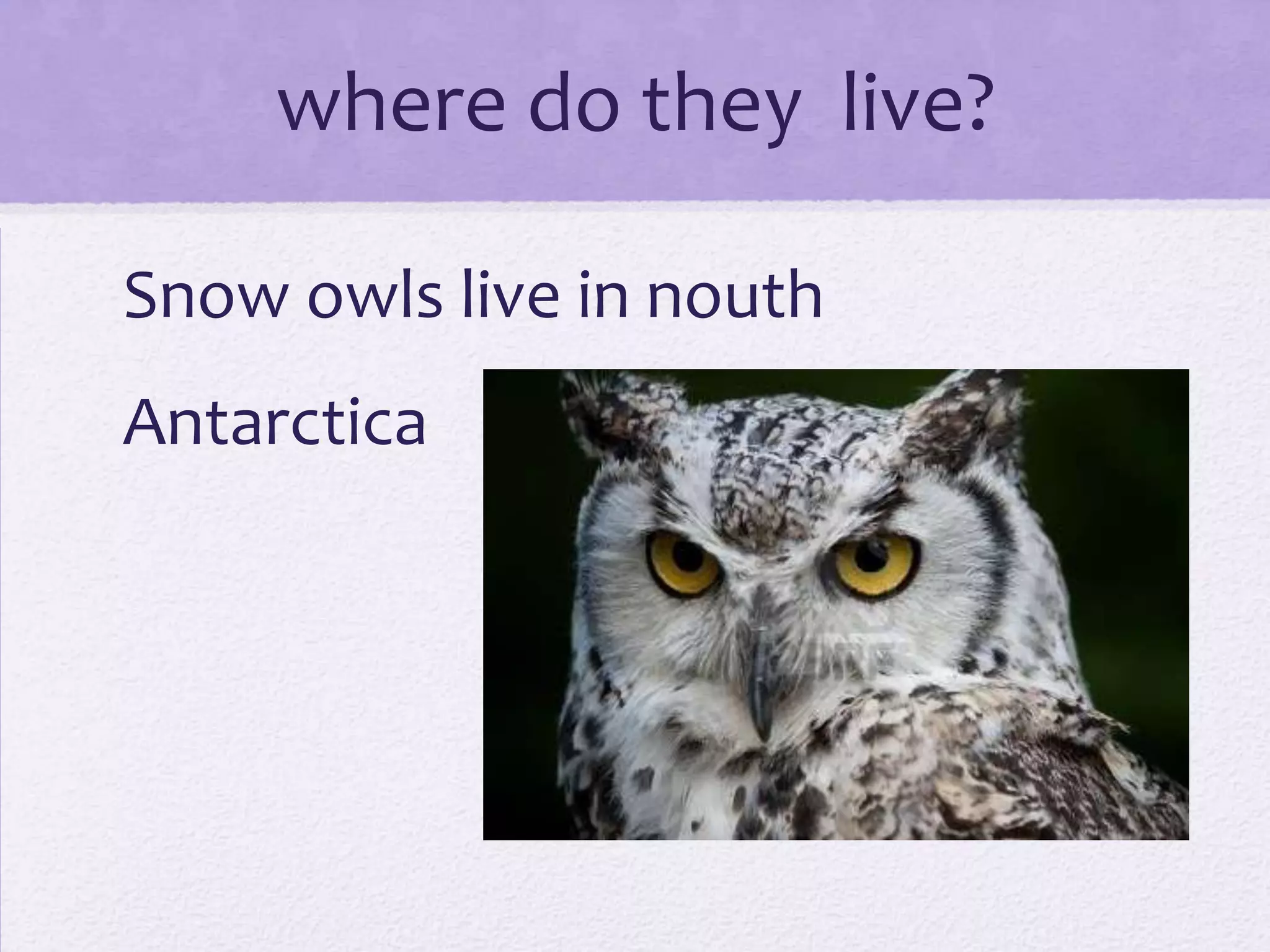 Mackenzie snowy owls | PPT