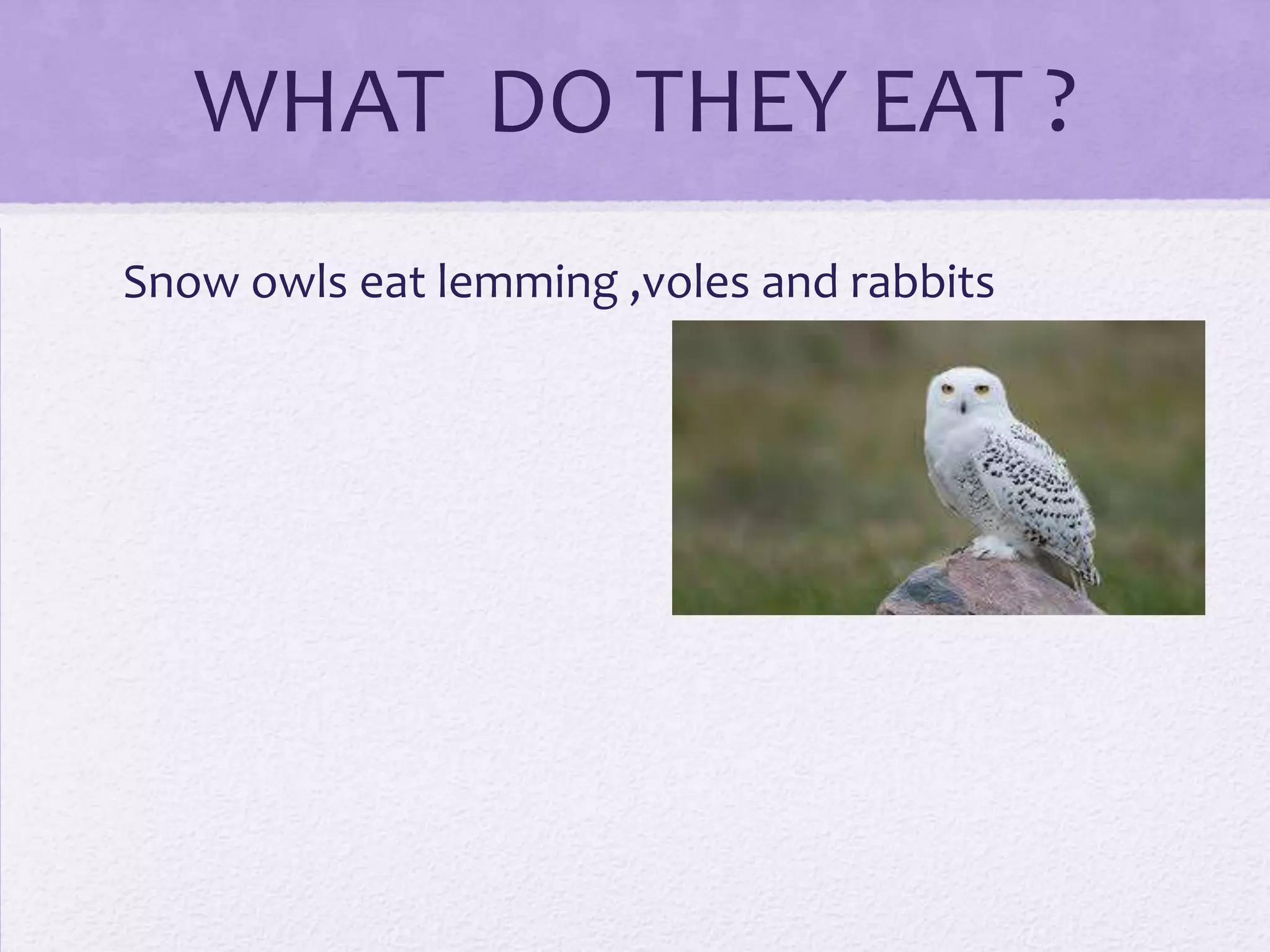 Mackenzie snowy owls | PPTX