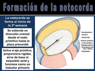 Ma_Clase_Gastrulacion_Notocorda.ppt