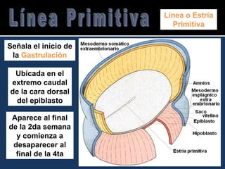 Ma_Clase_Gastrulacion_Notocorda.ppt
