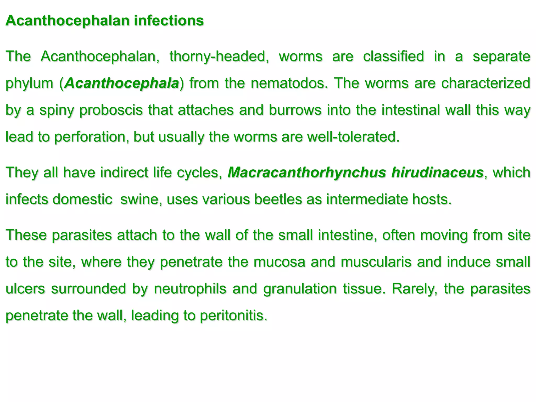 Macracanthorhynchus hirudinaceus | PDF