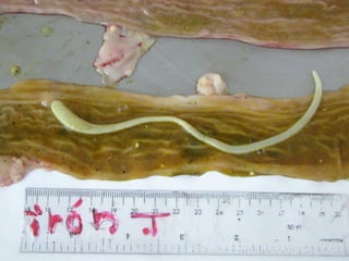 Macracanthorhynchus hirudinaceus | PDF