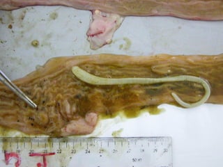 Macracanthorhynchus hirudinaceus | PDF