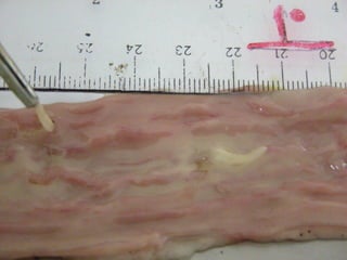 Macracanthorhynchus hirudinaceus | PDF