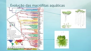 Macrófitas aquáticas | PPTX