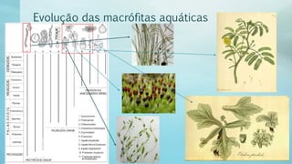 Macrófitas aquáticas | PPTX