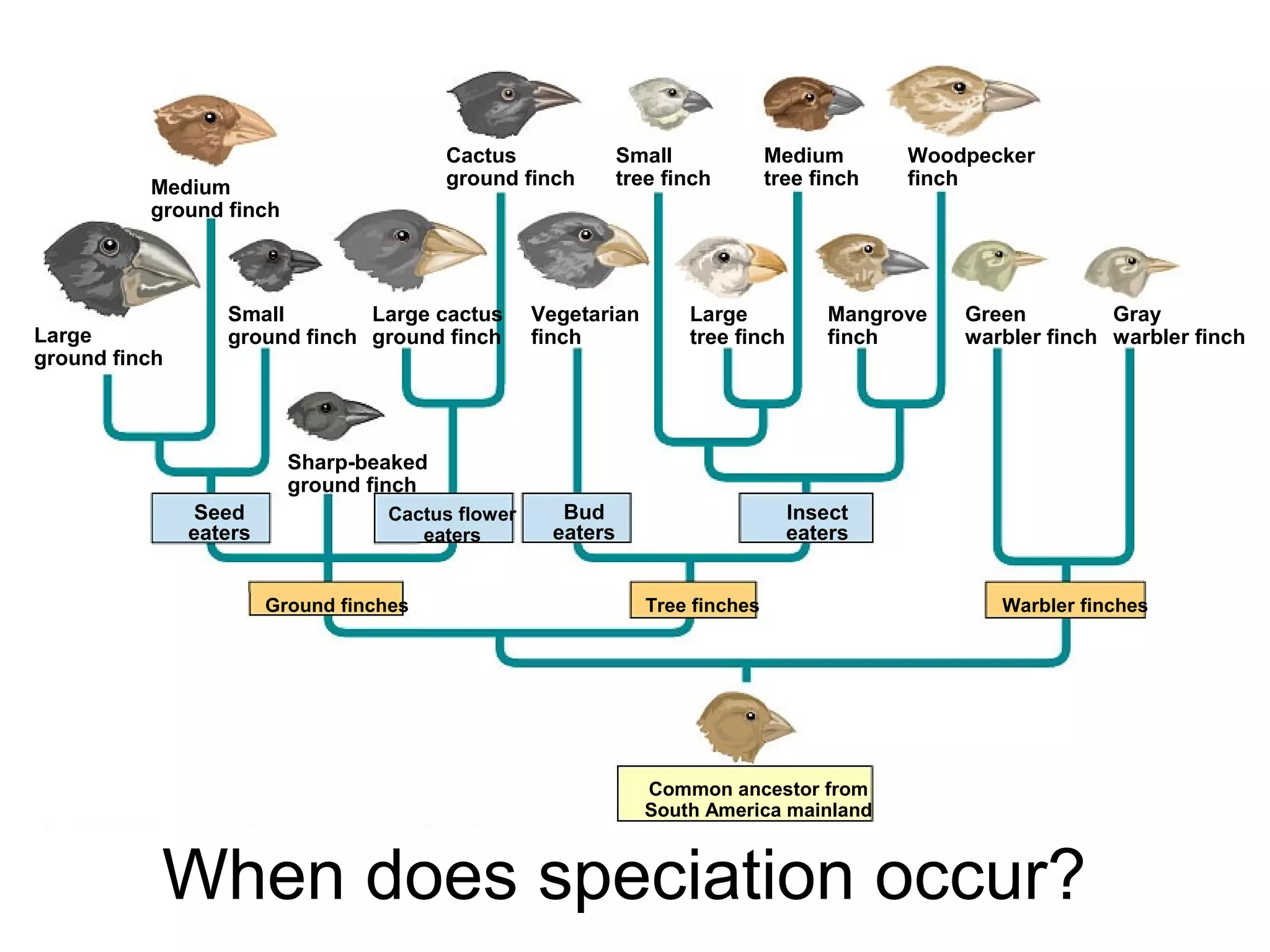 Macro evolution-natural-selection-speciation | PPT