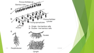 Macroalgae cultivation | PPTX