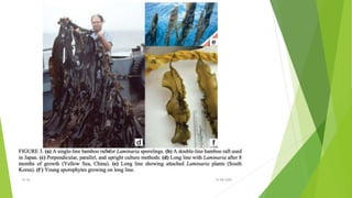 Macroalgae cultivation | PPTX