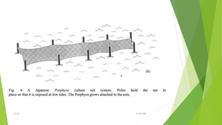 Macroalgae cultivation | PPTX
