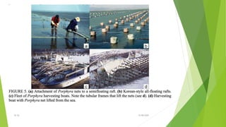 Macroalgae cultivation | PPTX