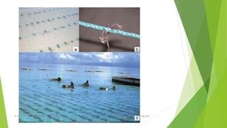 Macroalgae cultivation | PPTX