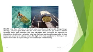 Macroalgae cultivation | PPTX
