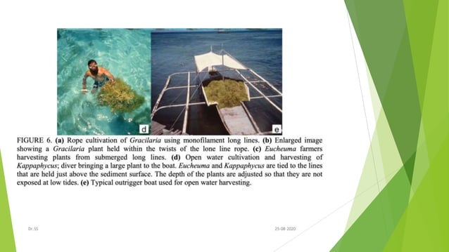 Macroalgae cultivation | PPTX | Agriculture | Industries