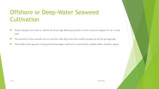 Macroalgae cultivation | PPTX