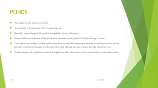 Macroalgae cultivation | PPTX