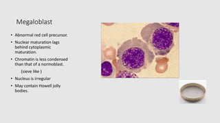 Features of megaloblastic and non megaloblastic anemia | PPTX