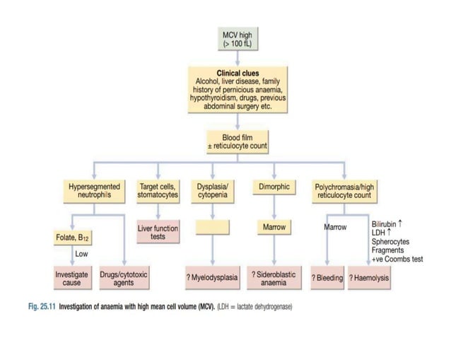 Approach to macrocytic anemia.......pptx | Blood Disorders | Diseases ...