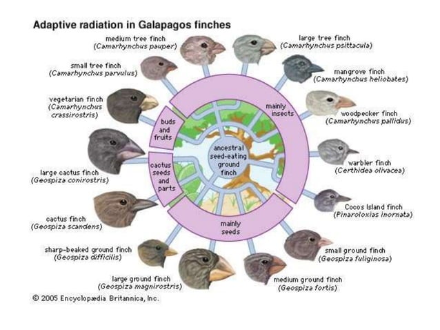 Macroevolution | PPTX | Biological Sciences | Science