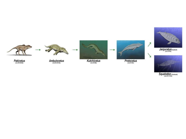 Macroevolution | PPTX | Genetics | Science