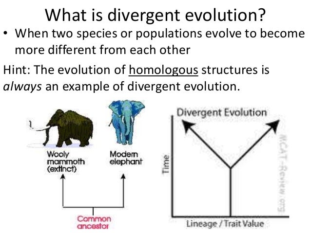 Macroevolution