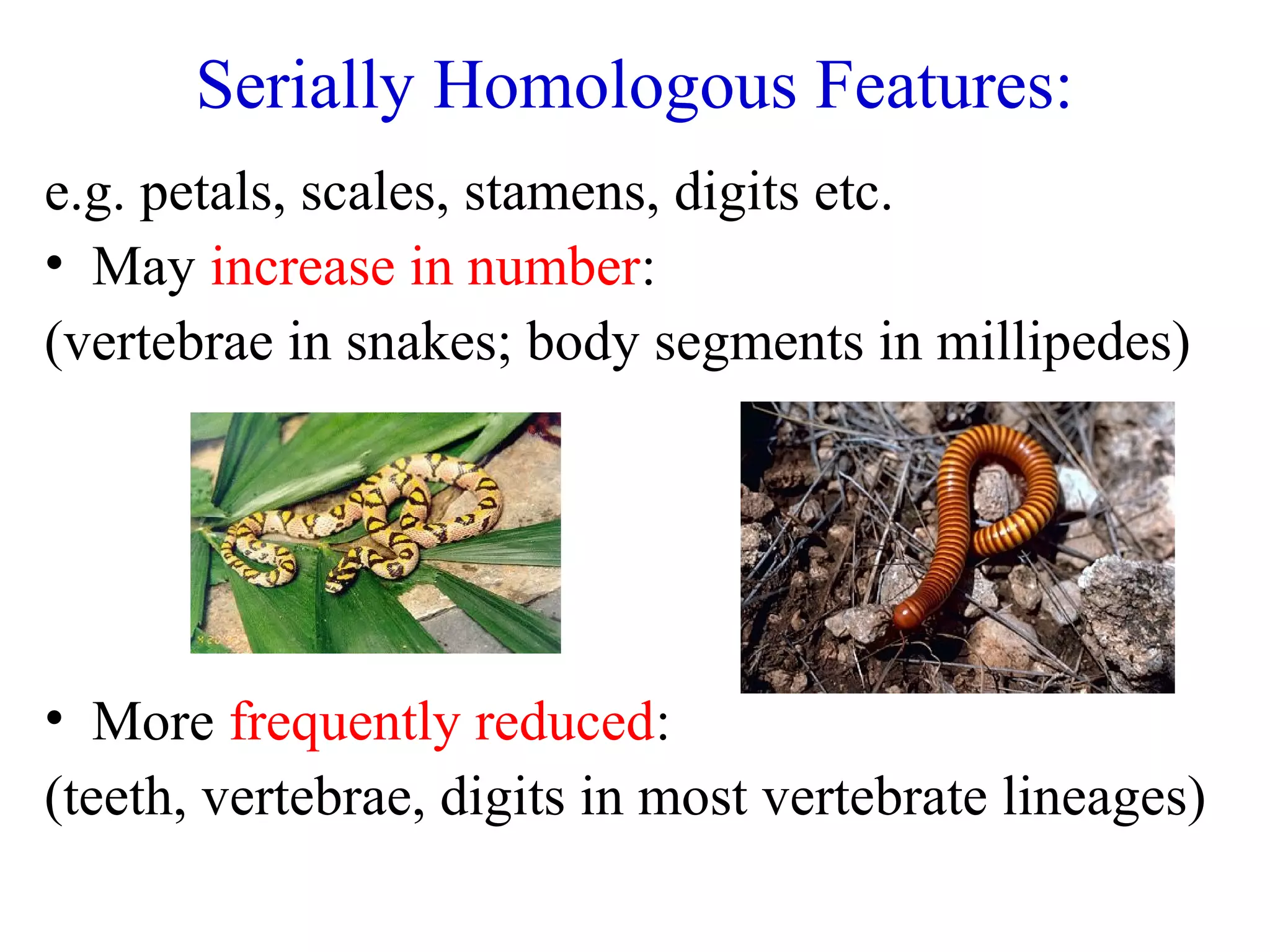 Lecture 20: Morphological Changes in Macroevolution | PPT