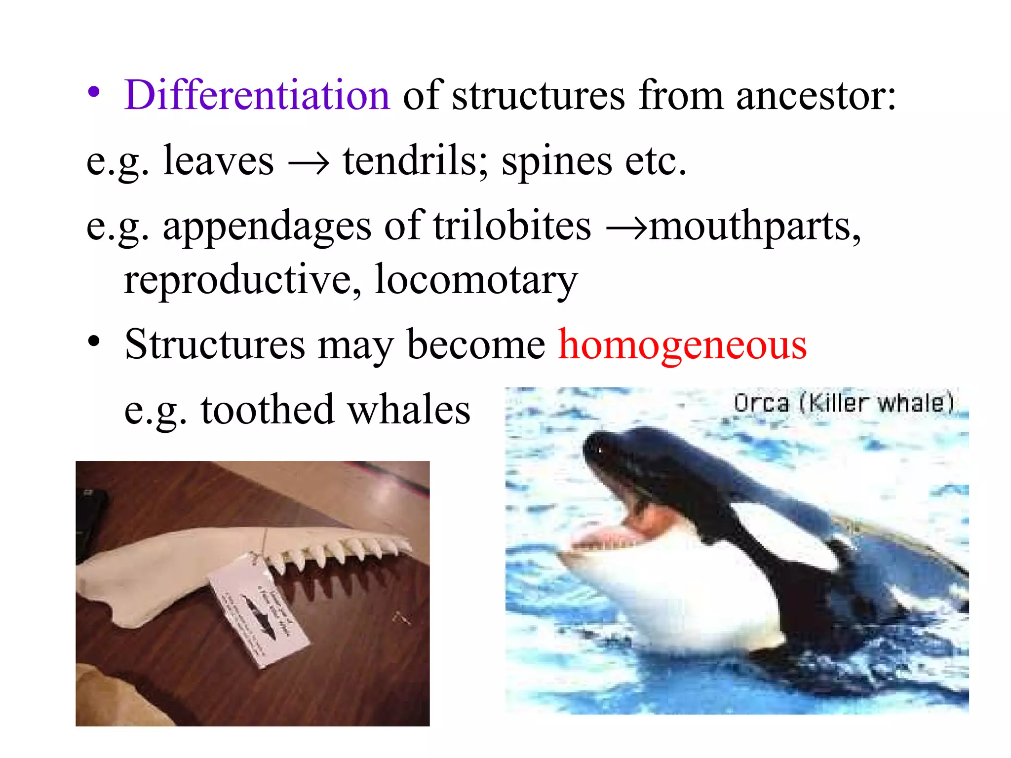 Lecture 20: Morphological Changes in Macroevolution | PPT