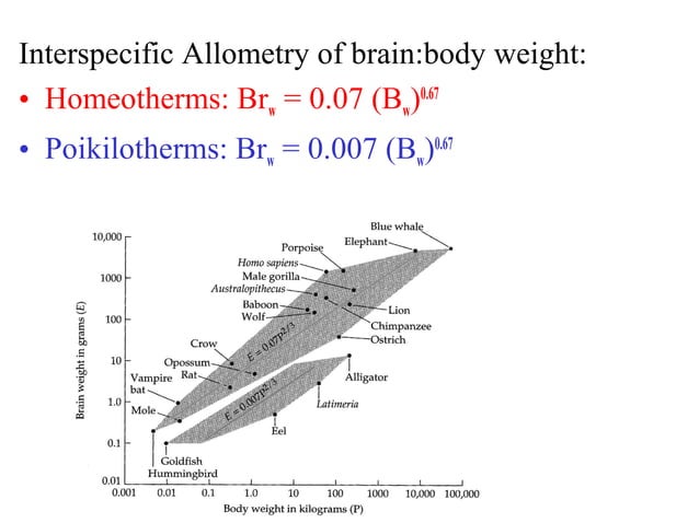 Lecture 20: Morphological Changes in Macroevolution | PPT