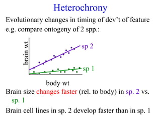 Lecture 20: Morphological Changes in Macroevolution | PPT