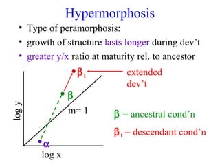Lecture 20: Morphological Changes in Macroevolution | PPT