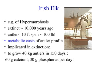 Lecture 20: Morphological Changes in Macroevolution | PPT